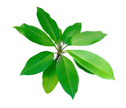 Kemboja Images – Browse 44 Stock Photos, Vectors, and Video | Adobe Stock