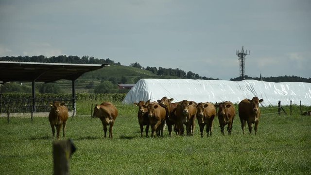 Zootecnia Images – Browse 206 Stock Photos, Vectors, and Video | Adobe ...