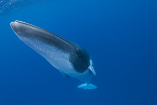 Minkwal Bilder – Durchsuchen 129 Archivfotos, Vektorgrafiken und Videos ...