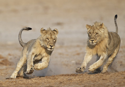 รูปภาพLion – เลือกดูภาพถ่ายสต็อก เวกเตอร์ และวิดีโอ759,899 | Adobe Stock