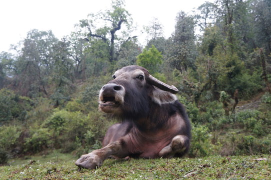 Imagens de Meugler – Explore Fotografias do Stock, Vetores e Vídeos de ...