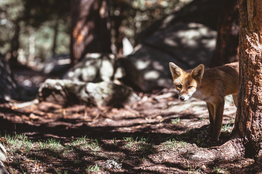 Schlaufuchs Bilder – Durchsuchen 21,868 Archivfotos, Vektorgrafiken und ...