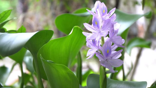 Kochuripana Images – Browse 22 Stock Photos, Vectors, and Video | Adobe ...