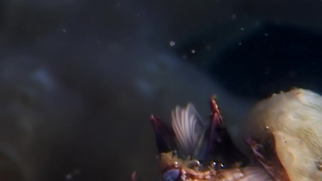 "Sea Acorn" Images – Browse 370 Stock Photos, Vectors, and Video ...