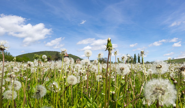 รูปภาพPusteblumenwiese – เลือกดูภาพถ่ายสต็อก เวกเตอร์ และวิดีโอ102 ...