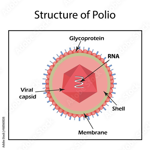 Structure Of Poliovirus A Schematic Diagram Of The Microorganisms ...