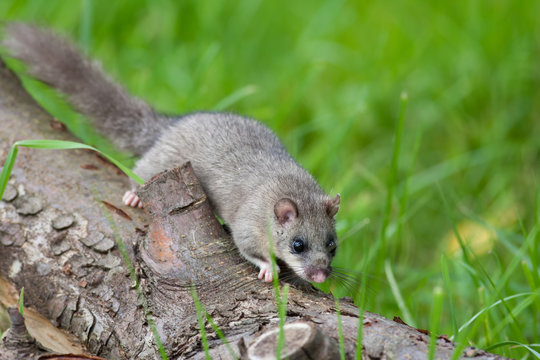 Bilch Images – Browse 8 Stock Photos, Vectors, and Video | Adobe Stock