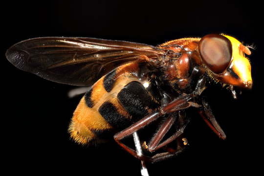 "Focus Stacking" Images – Browse 27,960 Stock Photos, Vectors, and ...