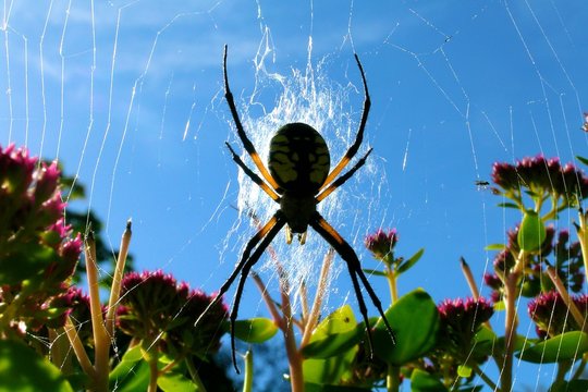 "Corn Spider" Images – Browse 821 Stock Photos, Vectors, and Video ...