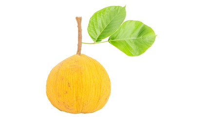 Santol photos, royalty-free images, graphics, vectors & videos | Adobe ...