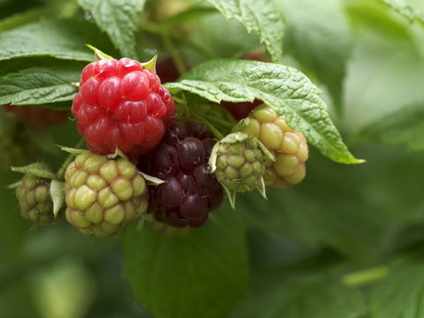「Himbeer-Strauch」の写真素材 | 289件の無料イラスト画像 | Adobe Stock