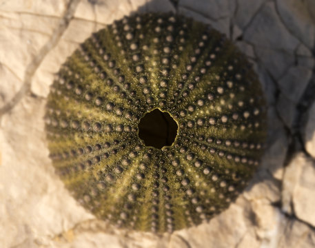 Seeigelskelett Bilder – Durchsuchen 275 Archivfotos, Vektorgrafiken und ...