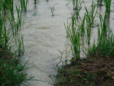 「Grash」の写真素材 | 87件の無料イラスト画像 | Adobe Stock