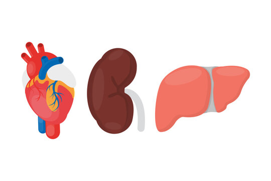 Free Kidney Images – Browse 493 Free Stock Photos, Vectors, and Video ...