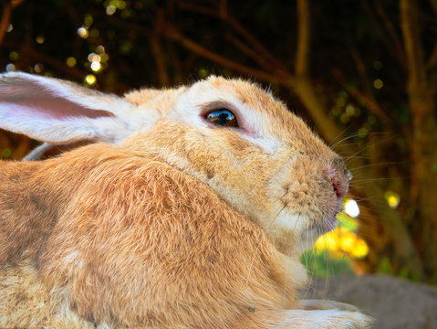 Usagi-Shima Imagens – Procure 10 fotos, vetores e vídeos | Adobe Stock