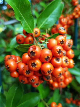 「Vogelbeeren」の写真素材 | 1,263件の無料イラスト画像 | Adobe Stock