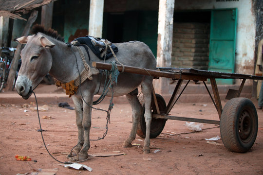 Build Donkey Carts
