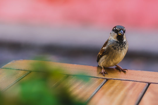 Fisgon Images – Browse 24 Stock Photos, Vectors, and Video | Adobe Stock