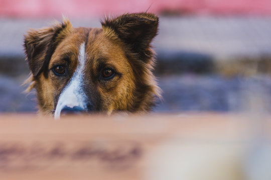 Fisgon Images – Browse 24 Stock Photos, Vectors, and Video | Adobe Stock