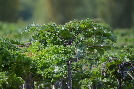 Braunkohl Images – Browse 113,794 Stock Photos, Vectors, and Video ...