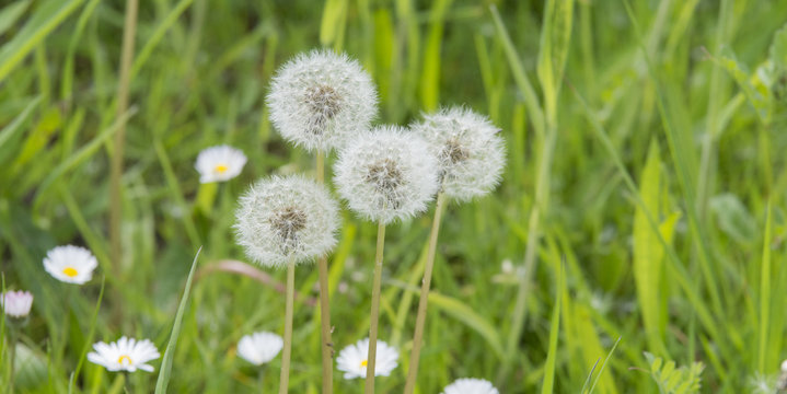 Pusteblumen Images – Parcourir 2,327 le catalogue de photos, vecteurs ...