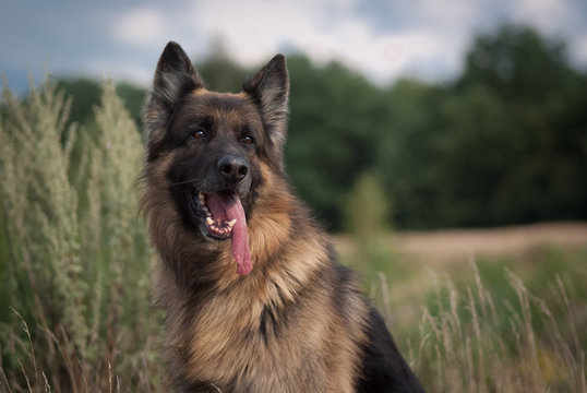รูปภาพWilczur – เลือกดูภาพถ่ายสต็อก เวกเตอร์ และวิดีโอ144 | Adobe Stock