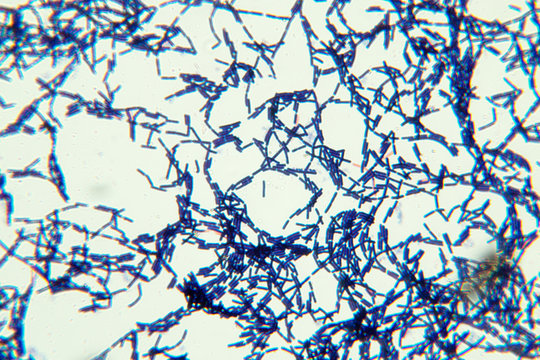 รูปภาพBacillus – เลือกดูภาพถ่ายสต็อก เวกเตอร์ และวิดีโอ48,513 | Adobe Stock