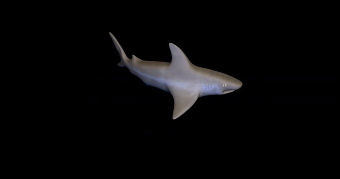 Shark Profile Images – Browse 1,561 Stock Photos, Vectors, and Video ...