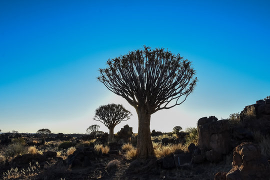 「Garas」の写真素材 | 41件の無料イラスト画像 | Adobe Stock