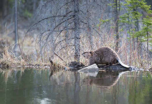 「Beaver」の写真素材 | 153,563件の無料イラスト画像 | Adobe Stock