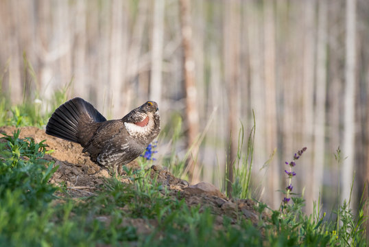 Dusky Grouse Sound