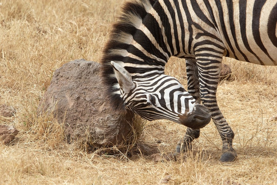 「Zeebra」の画像 - 75 件の Stock 写真、ベクターおよびビデオ | Adobe Stock