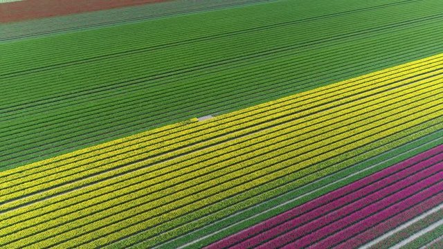 "Flower Rows" Images – Browse 51 Stock Photos, Vectors, and Video ...