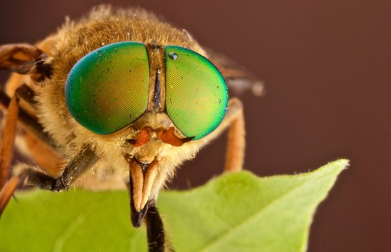 Tafano Images – Browse 48 Stock Photos, Vectors, and Video | Adobe Stock