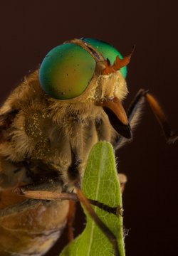 Tafano Images – Browse 46 Stock Photos, Vectors, and Video | Adobe Stock