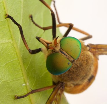 Tafano Images – Browse 48 Stock Photos, Vectors, and Video | Adobe Stock