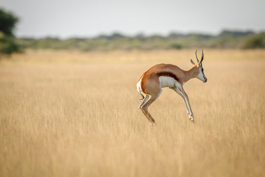 รูปภาพSpringbok – เลือกดูภาพถ่ายสต็อก เวกเตอร์ และวิดีโอ18,742 | Adobe ...