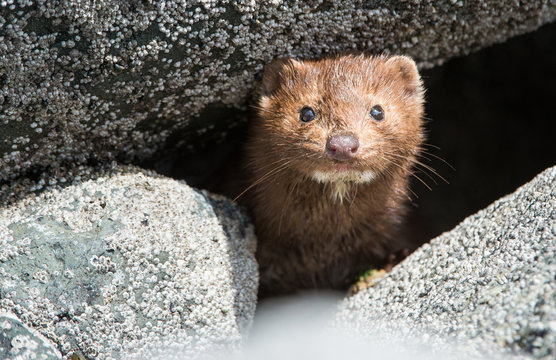 "Musteline Mammal" Bilder – Durchsuchen 5,861 Archivfotos ...