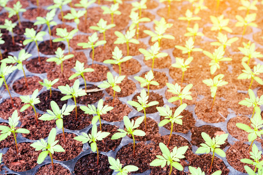 "Seed To Tree" Images – Browse 44 Stock Photos, Vectors, and Video ...