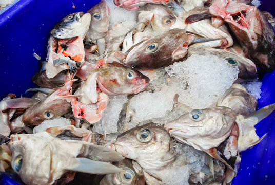 "Fish Waste" Images – Browse 37 Stock Photos, Vectors, and Video ...