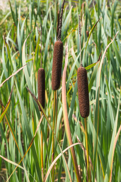 Lisdodde Images – Browse 27 Stock Photos, Vectors, and Video | Adobe Stock