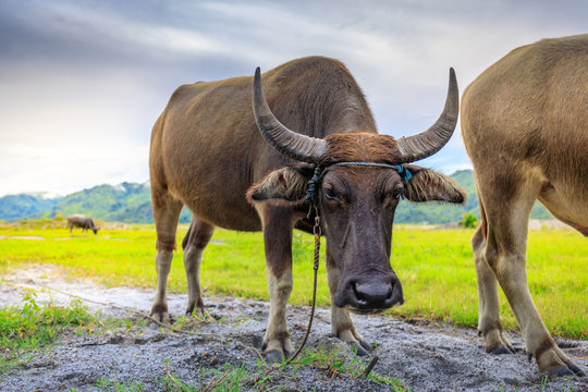 Carabao Images – Browse 2,189 Stock Photos, Vectors, and Video | Adobe ...