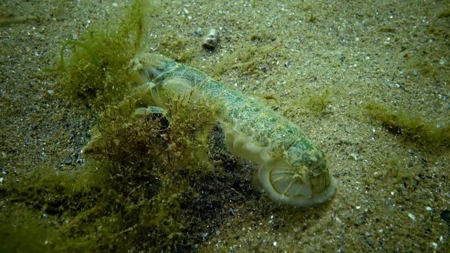 Pleocyemata Bilder – Durchsuchen 162 Archivfotos, Vektorgrafiken und ...