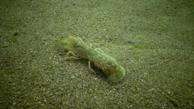 รูปภาพPleocyemata – เลือกดูภาพถ่ายสต็อก เวกเตอร์ และวิดีโอ157 | Adobe Stock