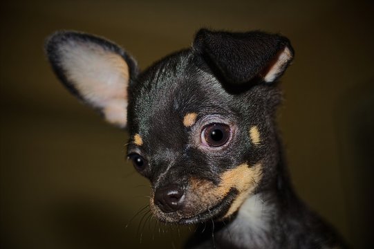 รูปภาพCanini – เลือกดูภาพถ่ายสต็อก เวกเตอร์ และวิดีโอ13,282 | Adobe Stock