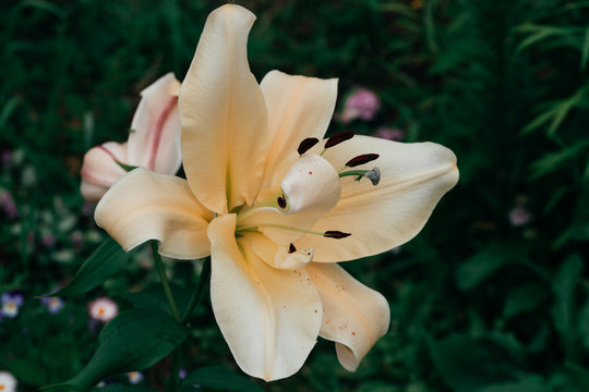 "Giant Lily" Bilder – Durchsuchen 220 Archivfotos, Vektorgrafiken und ...