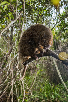 Piassava Imagens – Procure 60 fotos, vetores e vídeos | Adobe Stock