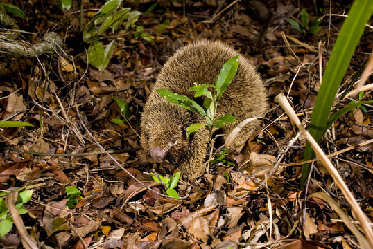 Piassava Imagens – Procure 60 fotos, vetores e vídeos | Adobe Stock
