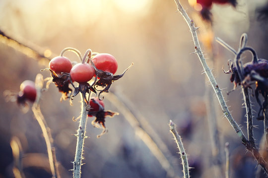 รูปภาพBriar – เลือกดูภาพถ่ายสต็อก เวกเตอร์ และวิดีโอ31,562 | Adobe Stock