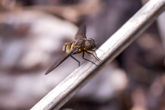 Mutuca Images – Browse 15 Stock Photos, Vectors, and Video | Adobe Stock